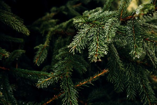 Sierbomen kopen | Plantencentrum Van der Auwera
