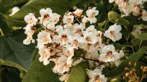 Sierbomen kopen | Plantencentrum Van der Auwera
